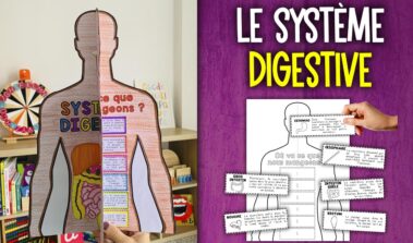 Activité sur le Système Digestif & La Digestion